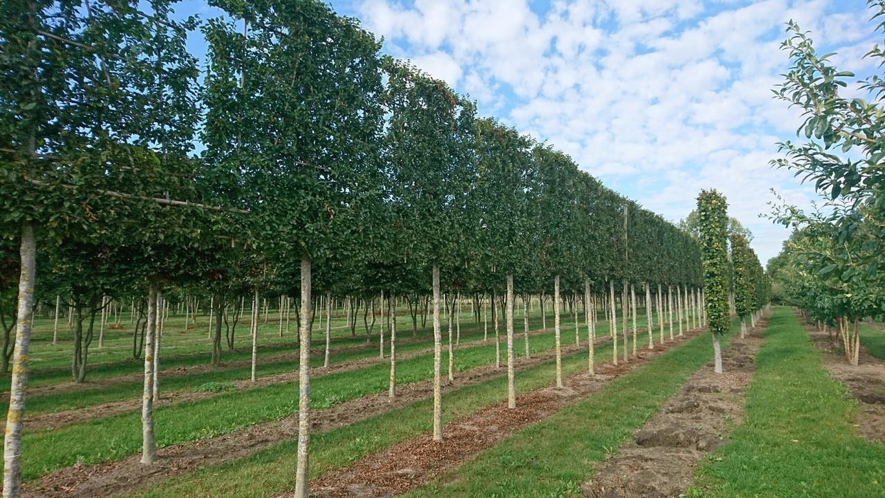 Pleached & Screen Solutions - Viridis Plants