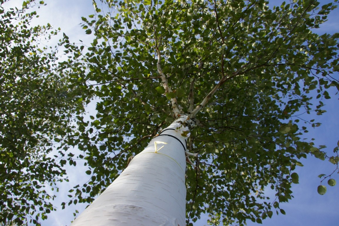 Trees - Viridis Plants
