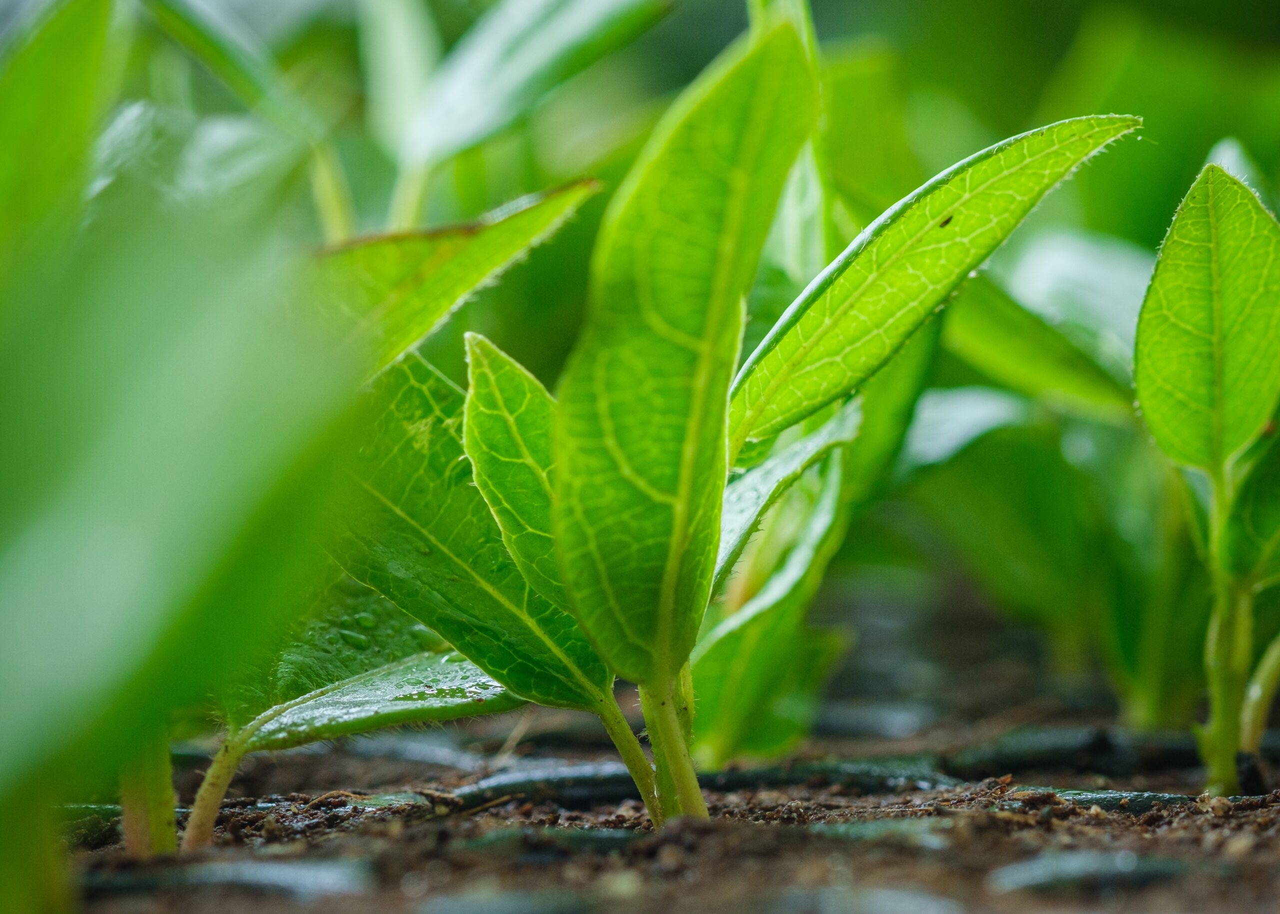 Factors Affecting Healthy Plant Establishment - Viridis Plants