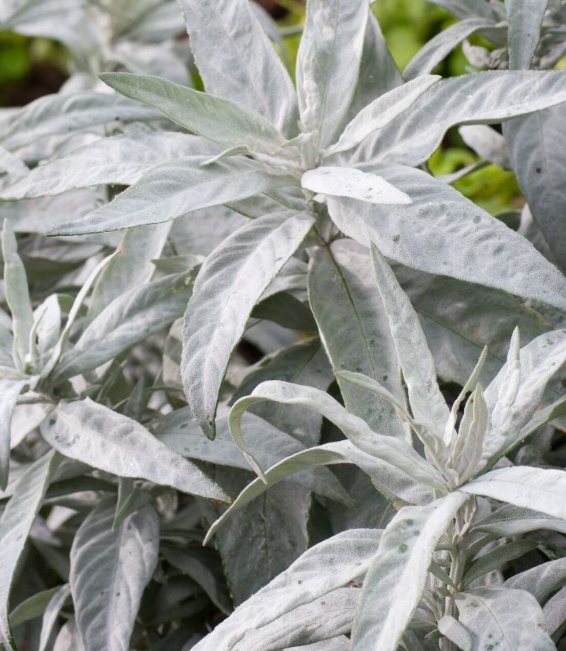 Silver Plants for Sunny Places - Viridis Plants